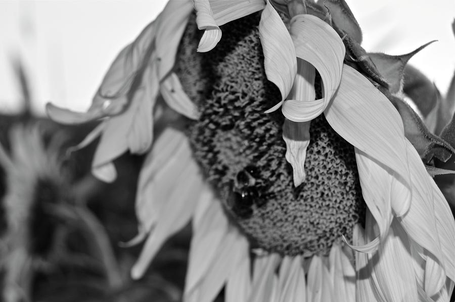 The Wilter Photograph by Kathleen Kennedy - Fine Art America