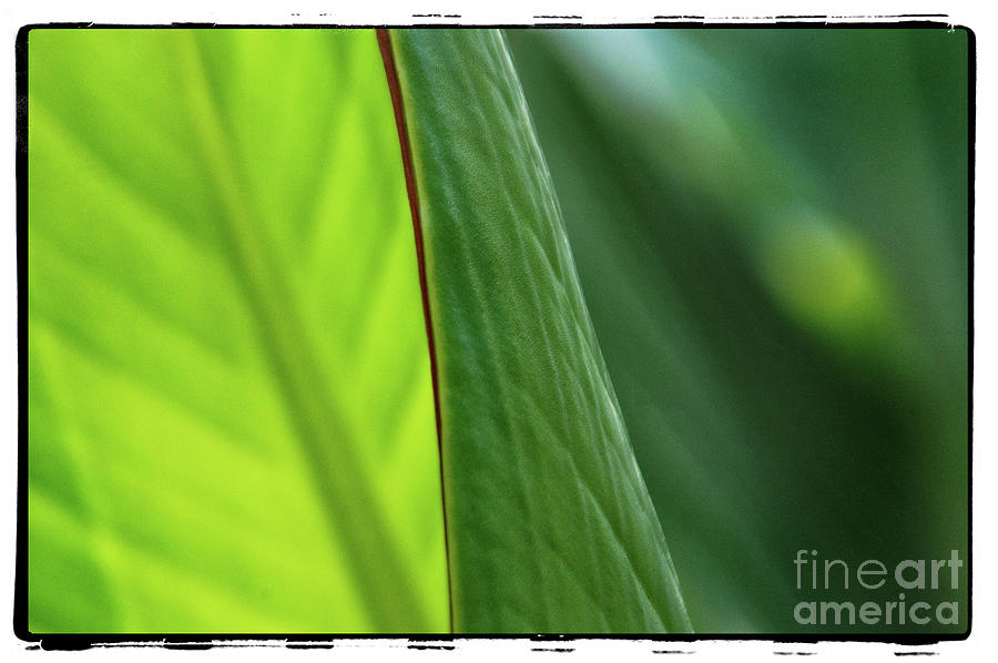 Thin Red Line Photograph By Michael Ziegler Fine Art America