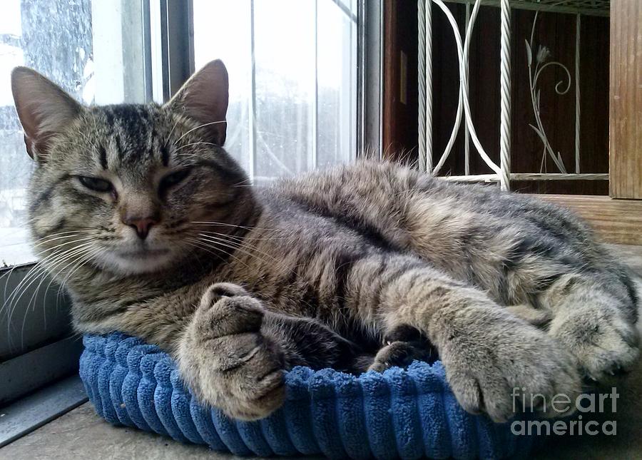 Thomas The 24 Toed Hemingway Cat Photograph by Tammy Brewer