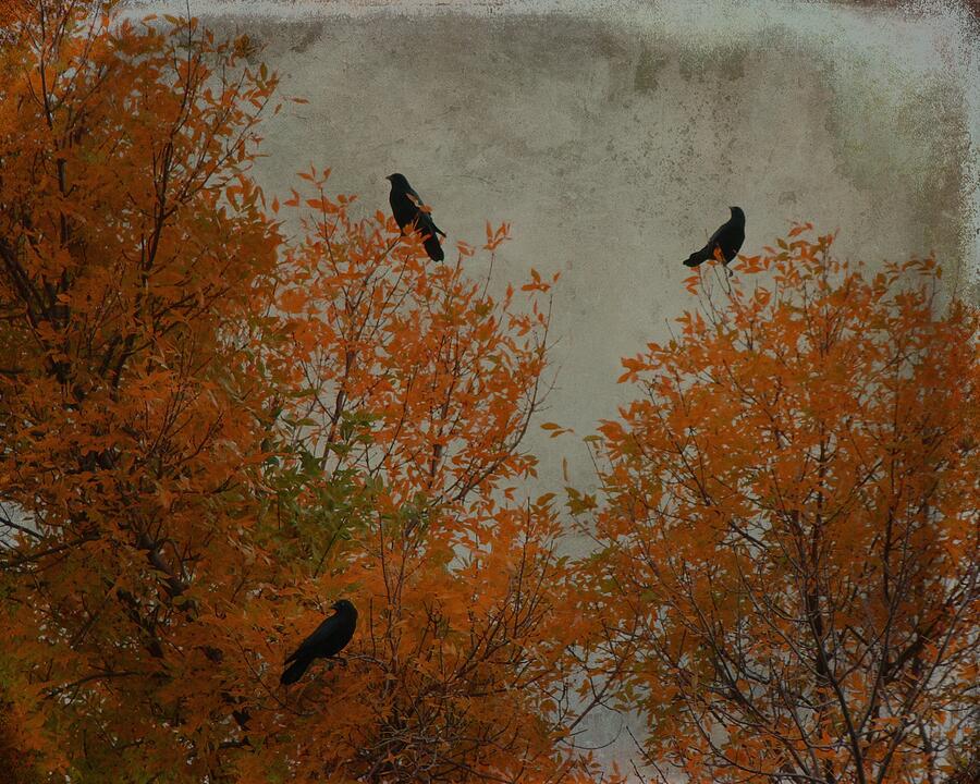 Three Crow In Autumn Trees Photograph by Gothicrow Images - Pixels