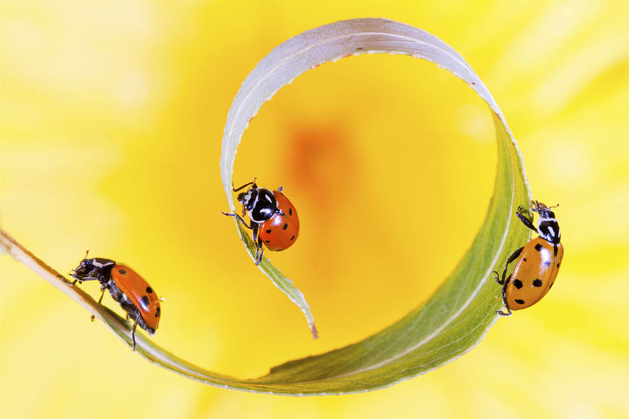 Three Ladybugs Photograph by Surasit Khamsamran - Fine Art America