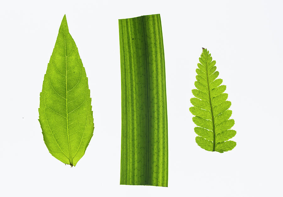 Three Leaf Abstract Photograph by Simon Annable - Fine Art America