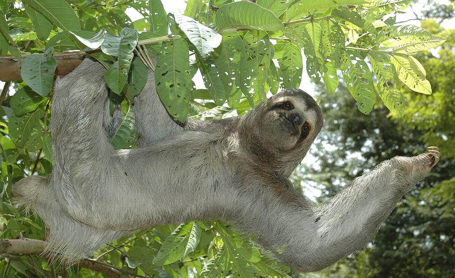 Three Toed Sloth Photograph by Tom Curran - Fine Art America