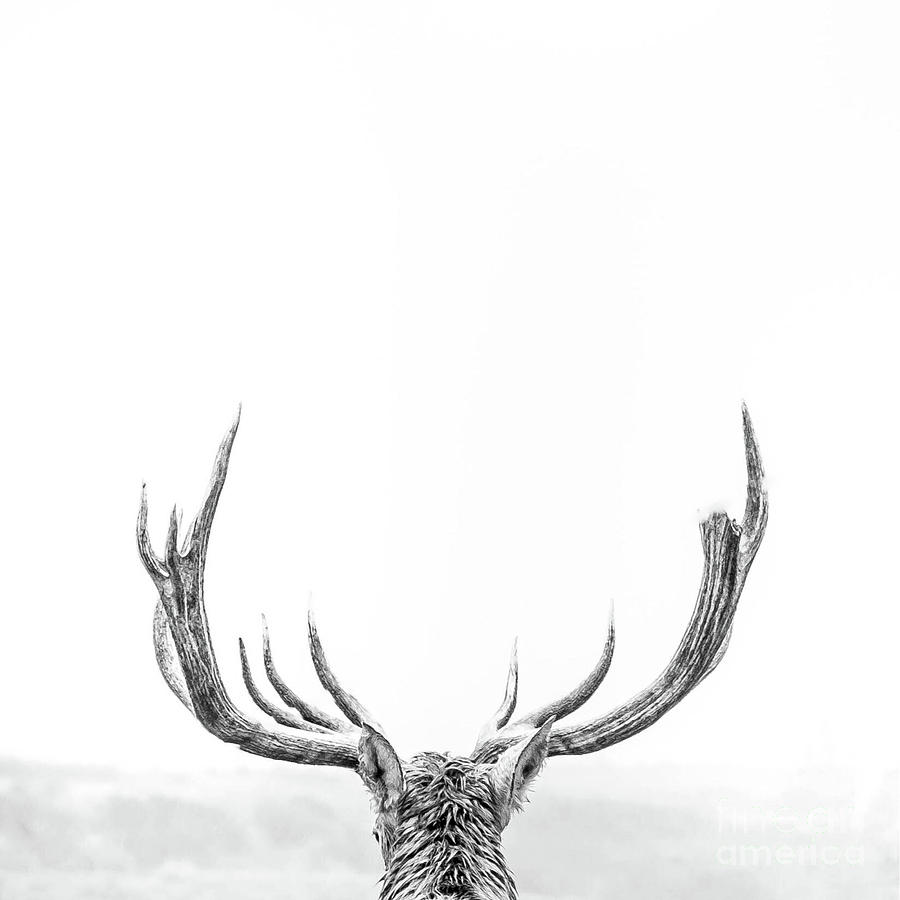 Through the Antlers Photograph by David Polen - Fine Art America