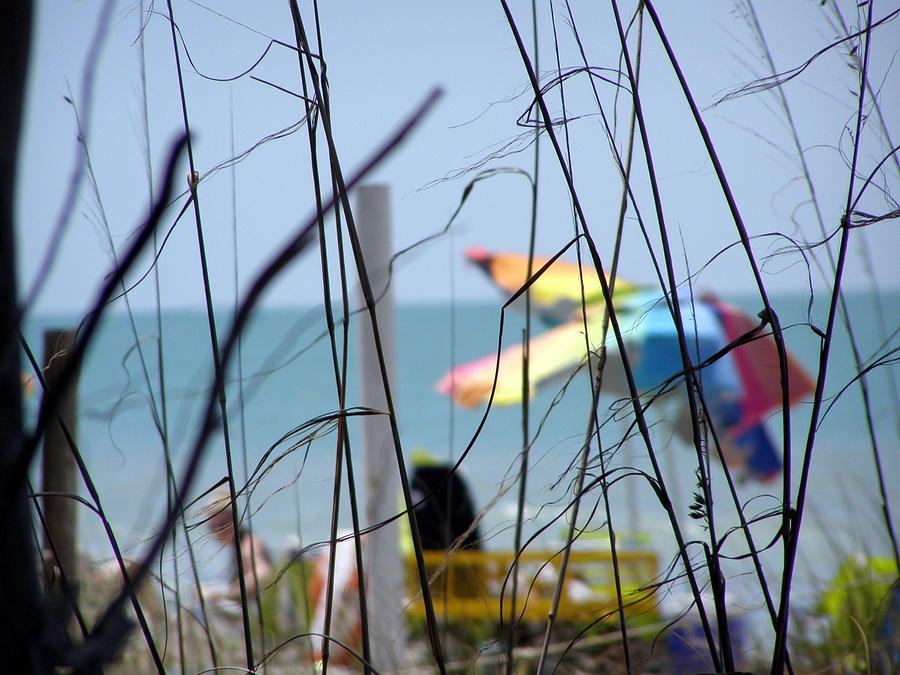 Through the Reeds Captiva Photograph by Christine Sullivan Cuozzo ...