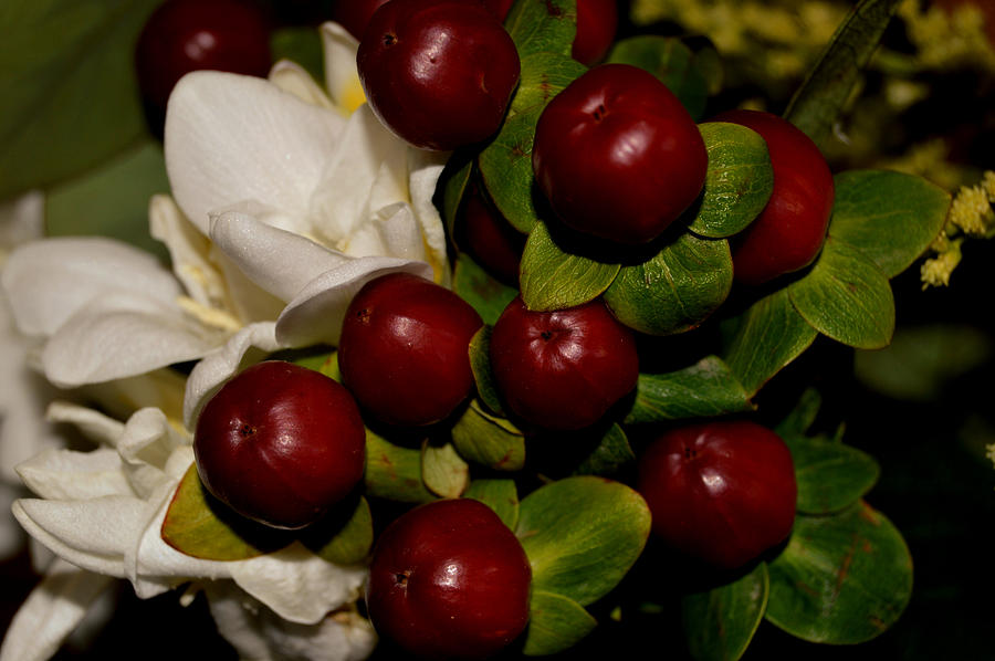 Tiny Apples Photograph by Sandy Webster - Fine Art America
