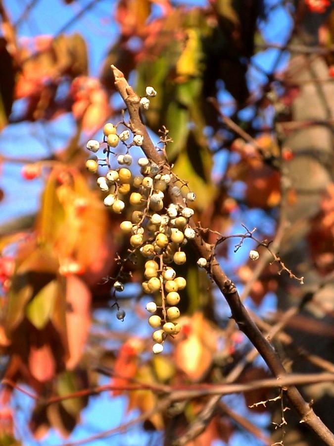 Tiny Berries Photograph by Beth Akerman | Fine Art America