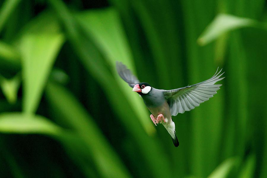 Tiny Dancer Photograph by Brian Mabry - Fine Art America