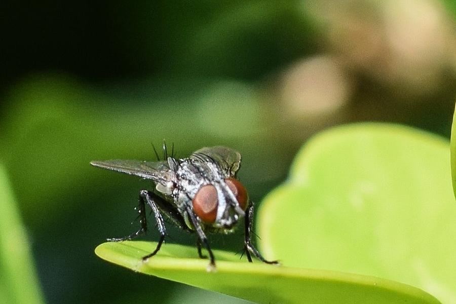 Tiny Fly 2 Photograph by Denise Deskin - Fine Art America