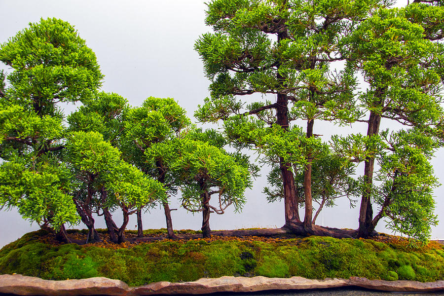Tiny Forest Photograph by Robert Storost - Fine Art America