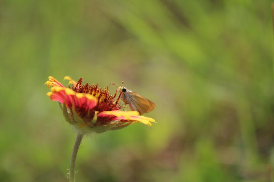 Tiny Moth Photograph by Christopher Trahan - Fine Art America