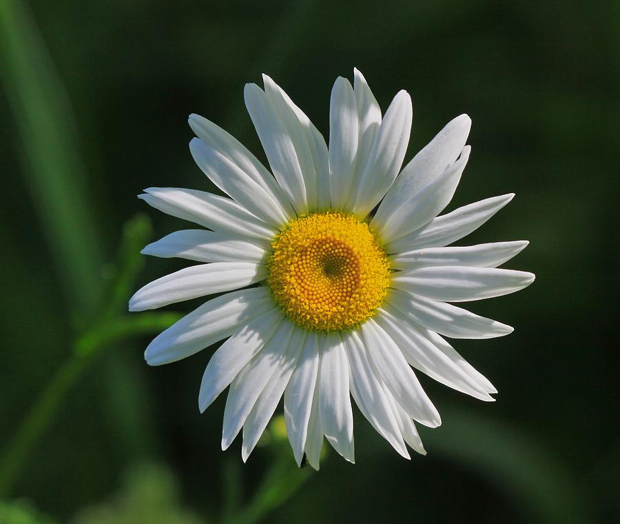 Tiny Sunshine Photograph by Robert Pearson - Fine Art America