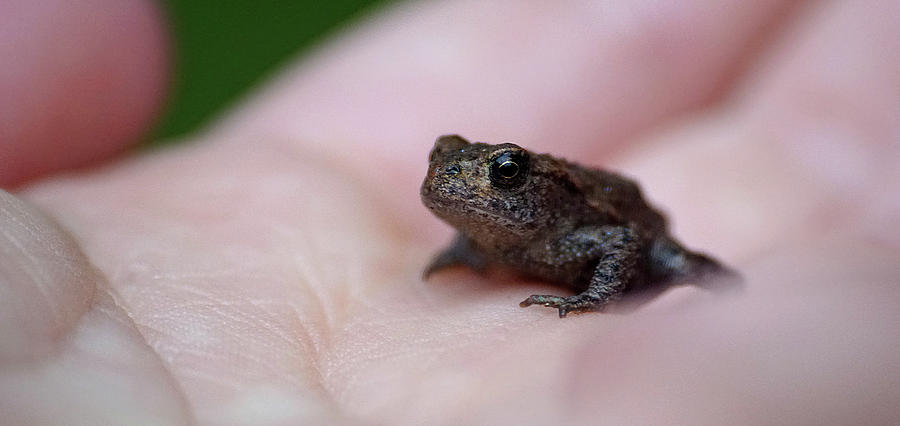 Tiny toad Photograph by Colin Shearer - Pixels