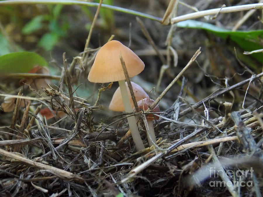 Tiny Toadstools Photograph by Evie Hanlon - Pixels