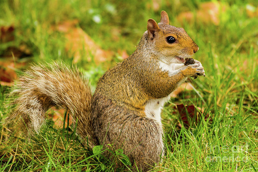 Tiny Tree Squirrel Photograph by Mirko Chianucci - Fine Art America