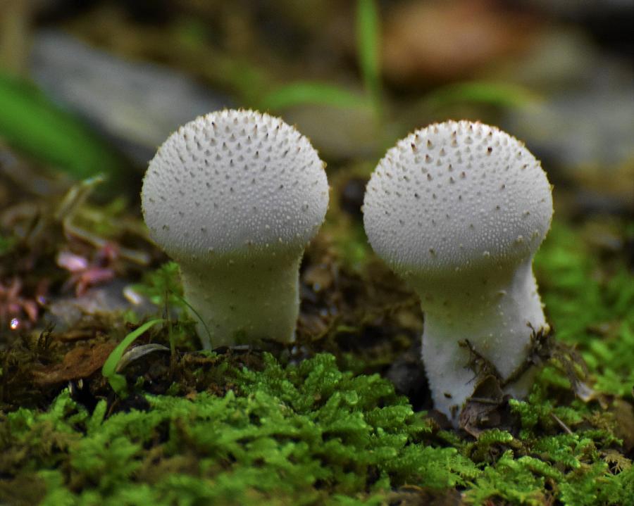 Toadstools for Two Photograph by Chip Gilbert - Pixels