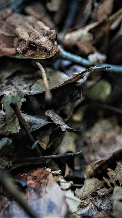 Toady Photograph by Michael Mathis - Fine Art America
