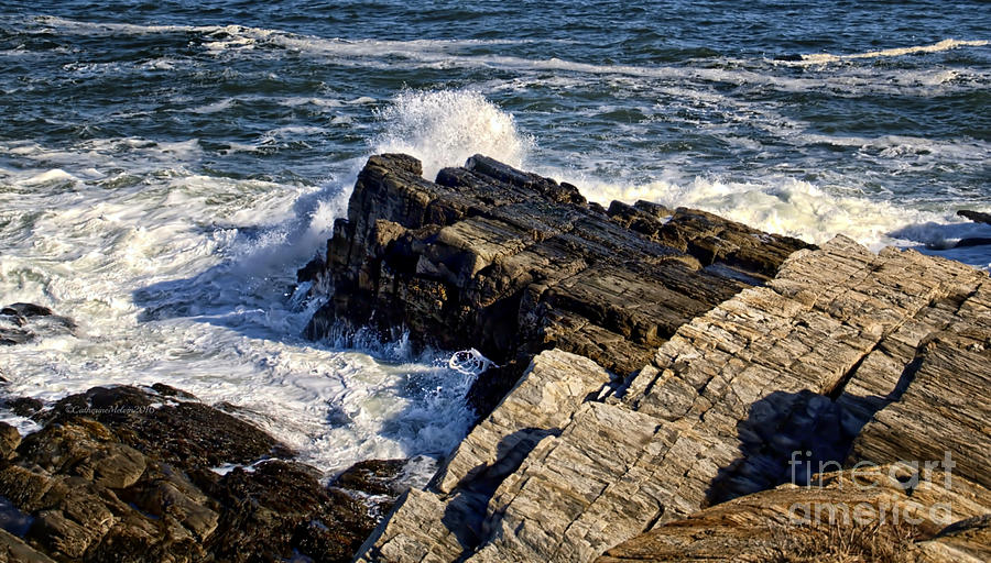 Transfixed Photograph by Catherine Melvin - Pixels