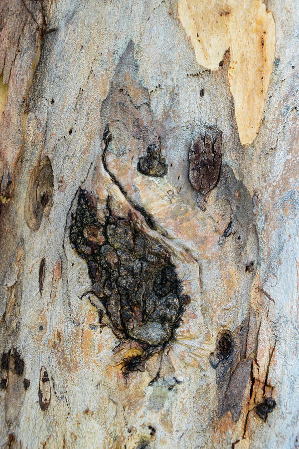 Tree Bark pattern #14 Photograph by Robert VanDerWal - Fine Art America