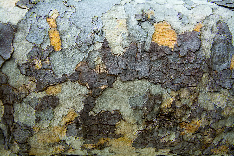 Tree Bark Pattern #5 Photograph by Robert VanDerWal - Fine Art America