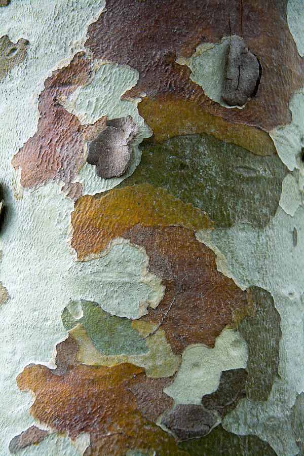 Tree Bark Pattern #6 Photograph by Robert VanDerWal - Fine Art America