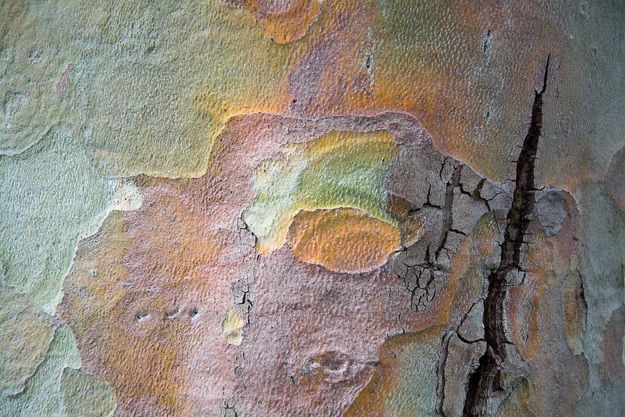 Tree Bark Patterns # 4 Photograph by Robert VanDerWal - Fine Art America
