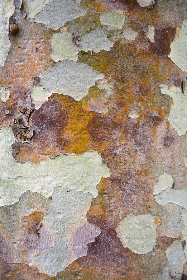 Tree Bark Pattern #2 Photograph by Robert VanDerWal - Fine Art America