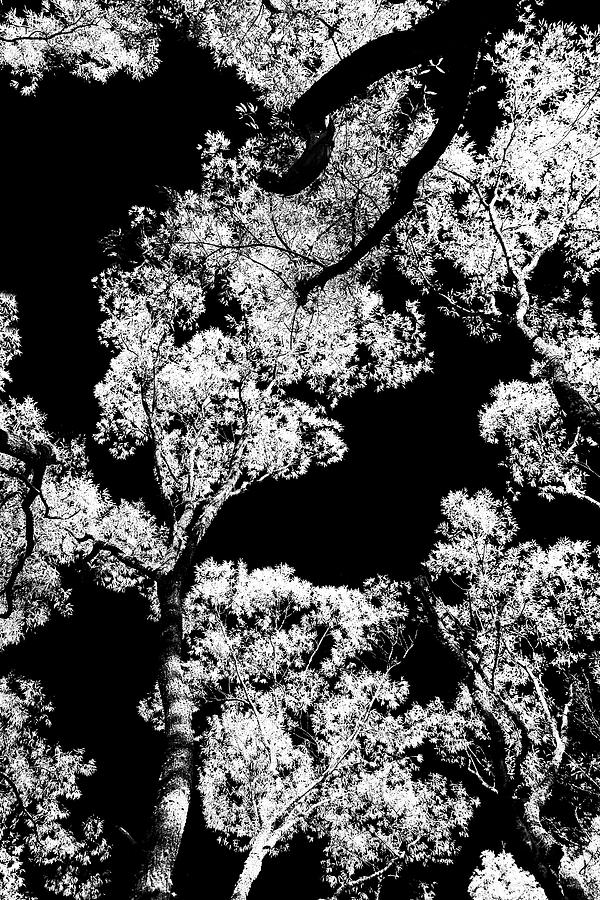 Tree canopy abstract Photograph by Russ Dixon - Fine Art America