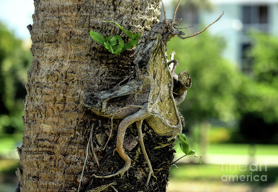 Tree Creature Photograph by William Tasker - Fine Art America