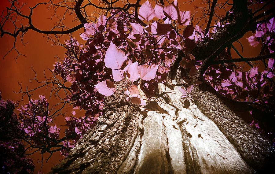 Tree Fantasy Photograph by Marnie Malone | Fine Art America
