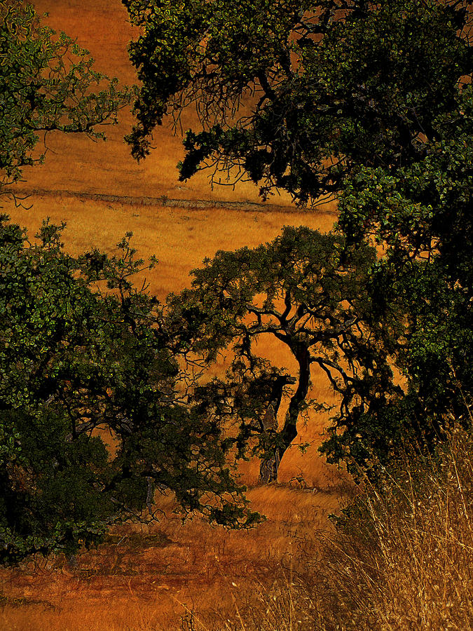 Tree Formation Photograph by Karen W Meyer - Fine Art America