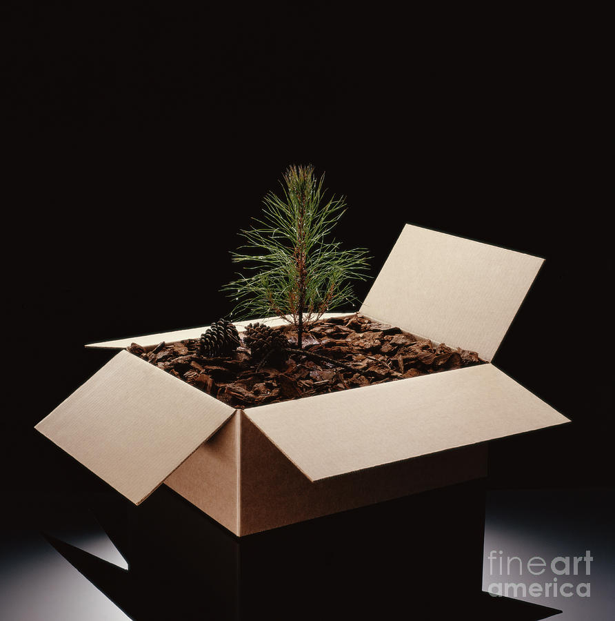 Tree In Box Photograph by George Mattei - Pixels