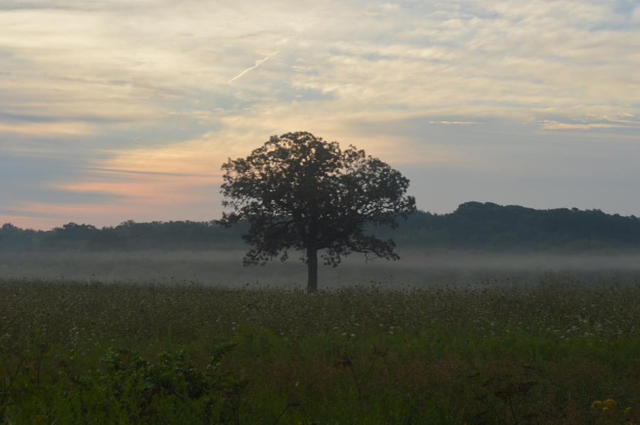 Tree In The Mist Photograph by Sharmila Taylor - Fine Art America