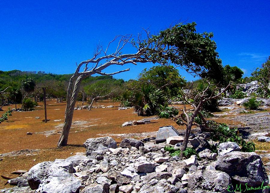 Tree in Tulum Photograph by Elise Samuelson - Pixels