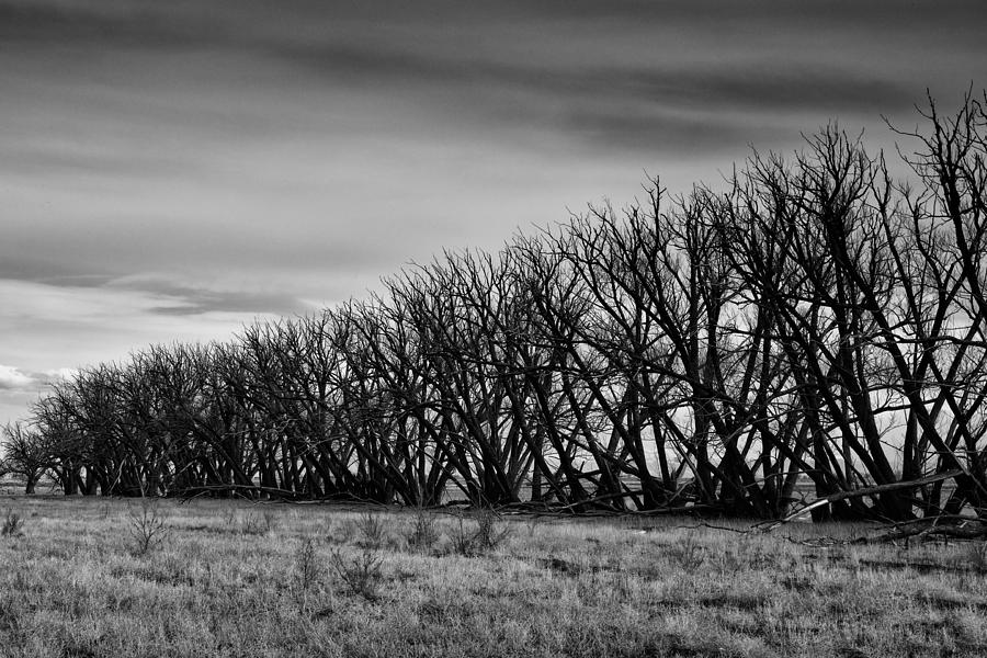 Tree Line Photograph by Gary Benson