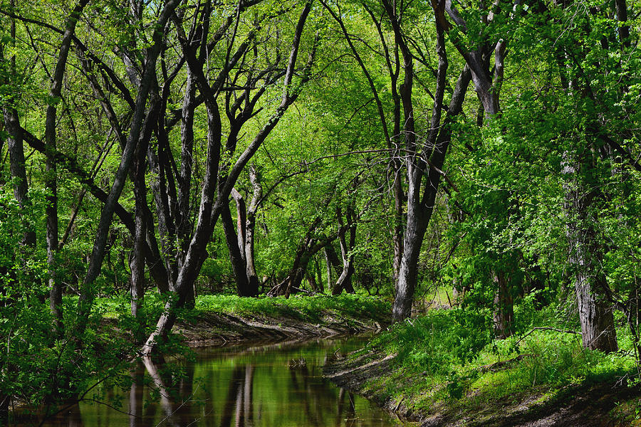 Tree Oasis Photograph by Irene's Imagery | Fine Art America