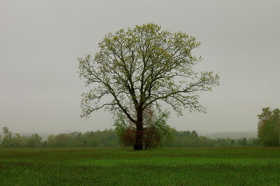 Tree of Life Spring Photograph by Kristine Patti Fine Art Photography ...