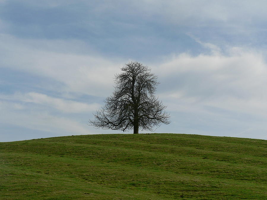 Tree On A Hill 2 Photograph by Lynne Iddon - Pixels
