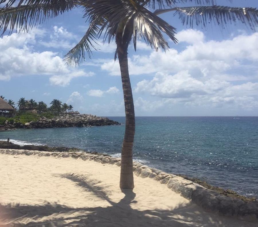 Tree on beach Photograph by Charles Wagner - Pixels
