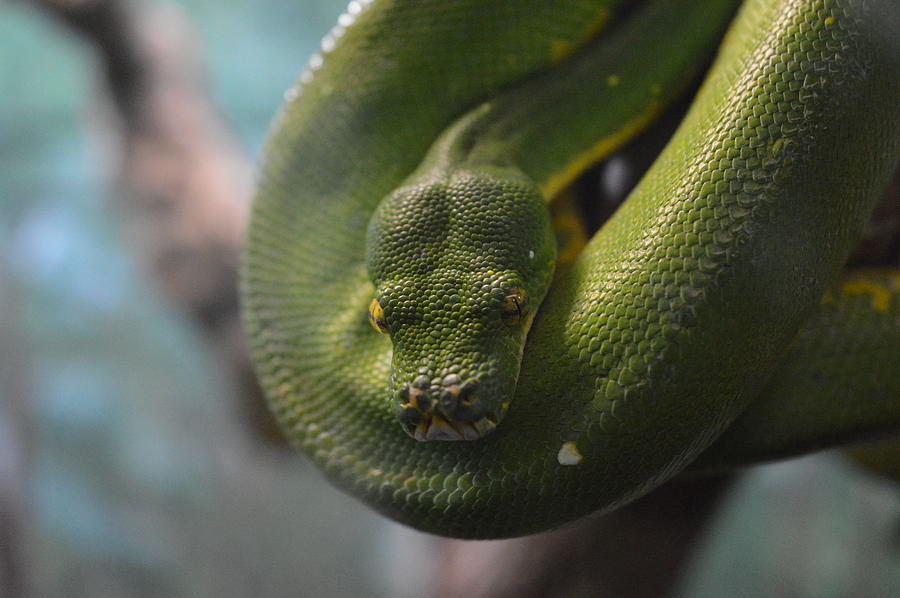 Tree Python Photograph by Lucas Breeden - Pixels