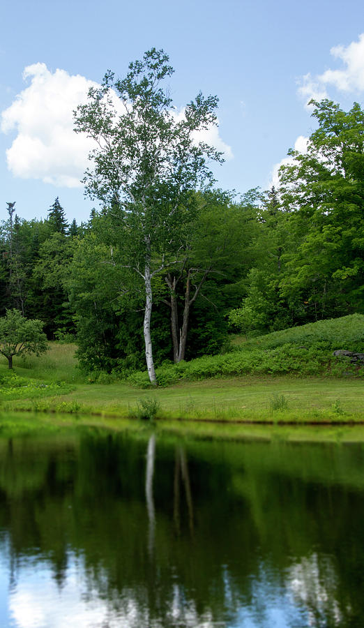 Tree Reflection Digital Art by Terry Davis - Pixels