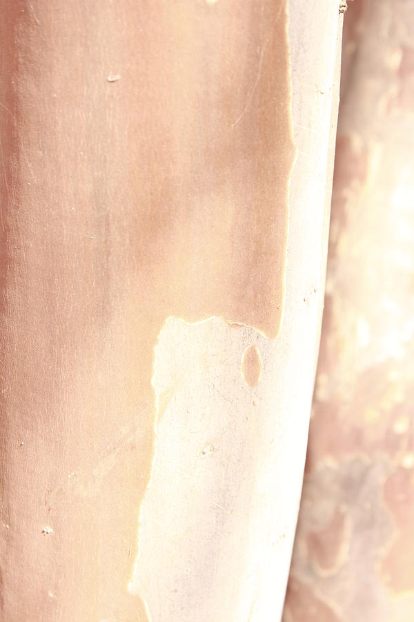 Tree Skin Digital Art by Angela Silipena - Fine Art America