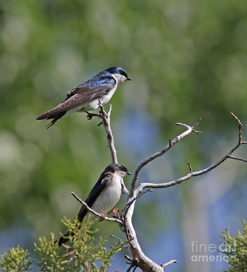 Tree Swallows Photograph by Gary Wing - Fine Art America