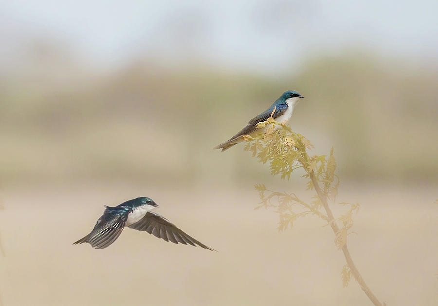 Tree Swallows Photograph by Janet Argenta - Fine Art America