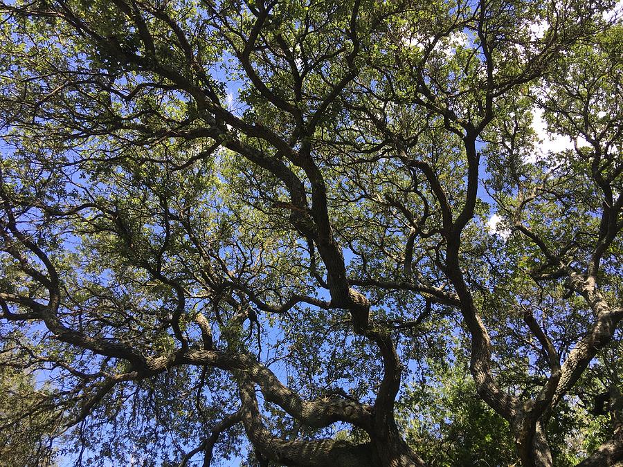 Tree View Photograph by Crystal Scott - Fine Art America