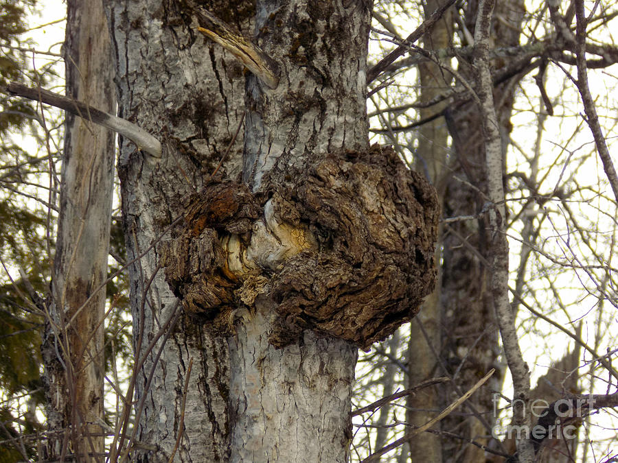 Tree Wart Photograph by William Tasker - Pixels