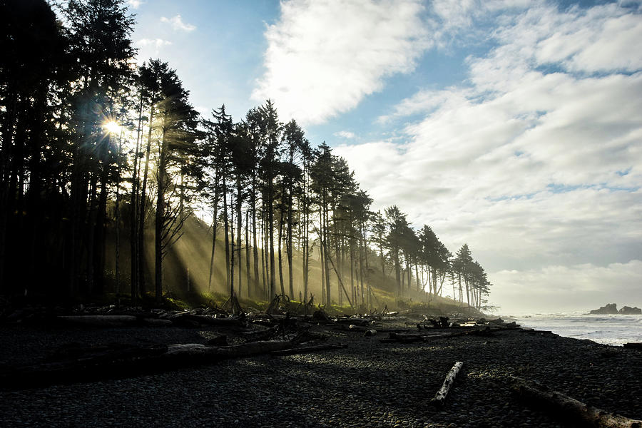 Trees at Ruby Beach Photograph by Ching Fu - Fine Art America