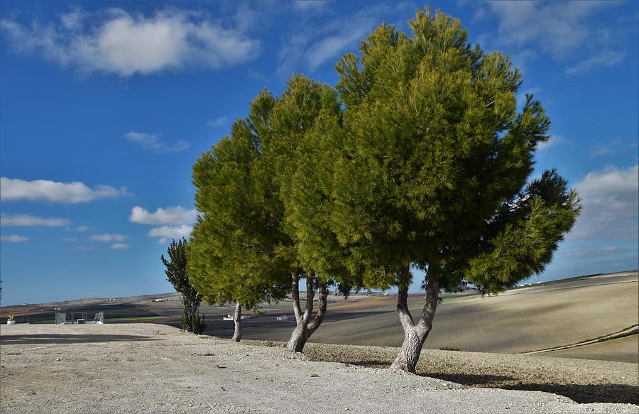 Trees in January Photograph by Jo Ann - Fine Art America