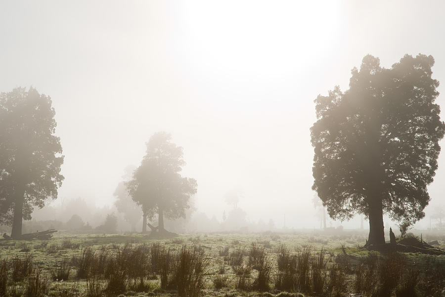 Trees in mist Photograph by Graeme Matthews - Fine Art America