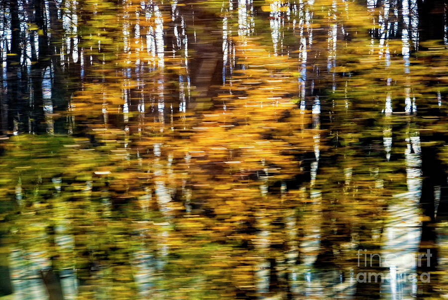 Trees in Motion Photograph by Greg Wright - Pixels